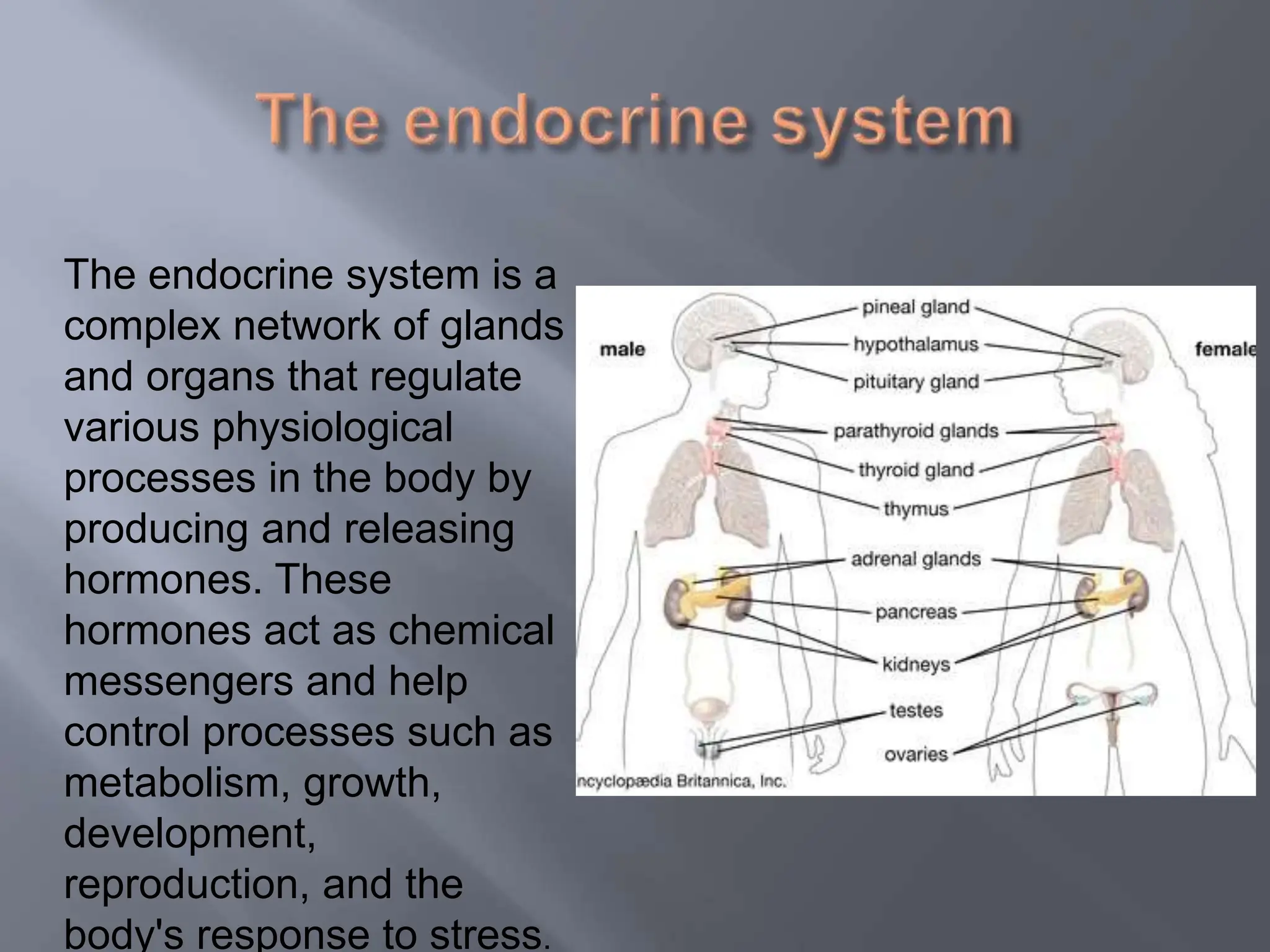 1 Radiology and Endocrinology.pptx .pptx