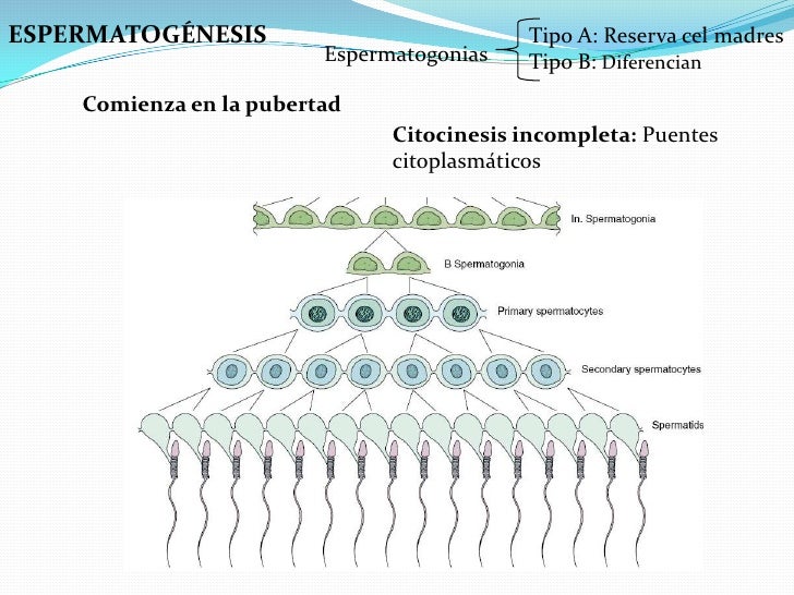 1ra semana de embriologia humana