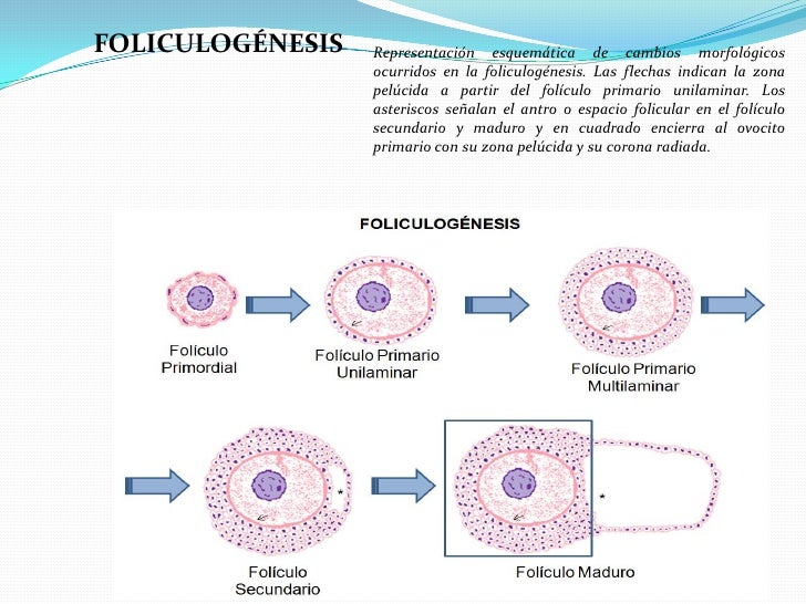 1ra semana de embriologia humana
