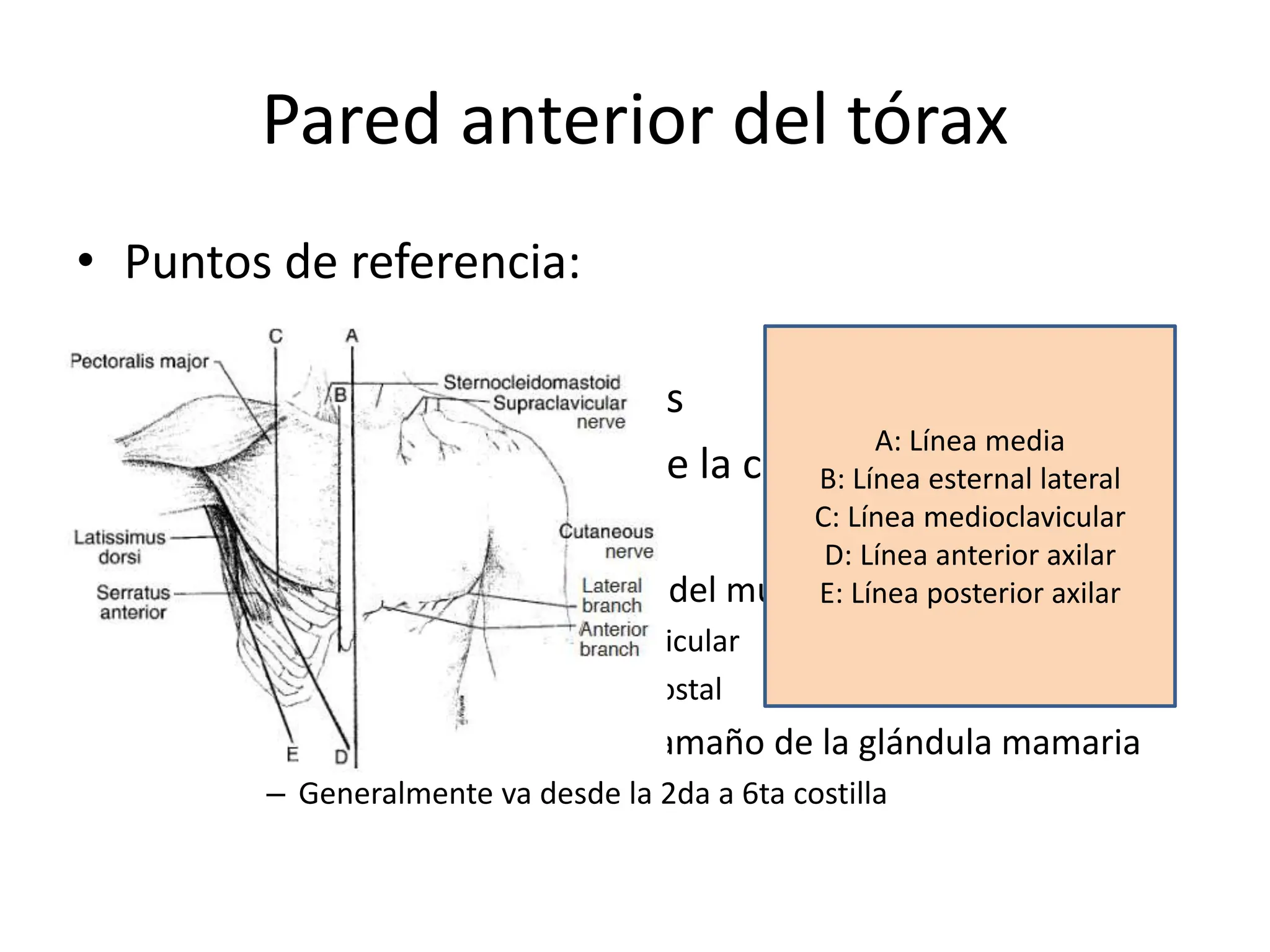 Anatomia del tren superior (anatomia de torax) | PPTX