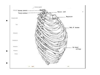 Anatomia del tren superior (anatomia de torax) | PPTX