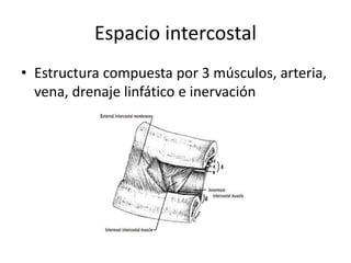 Anatomia del tren superior (anatomia de torax) | PPTX