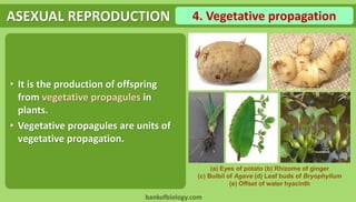1 reproduction in organisms part 1 Asexual reproduction.pdf