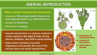 1 reproduction in organisms part 1 Asexual reproduction.pdf