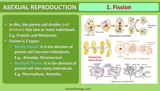 1 reproduction in organisms part 1 Asexual reproduction.pdf