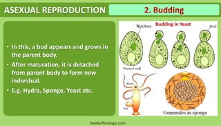 1 reproduction in organisms part 1 Asexual reproduction.pdf