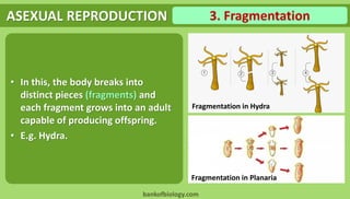 1 reproduction in organisms part 1 Asexual reproduction.pdf