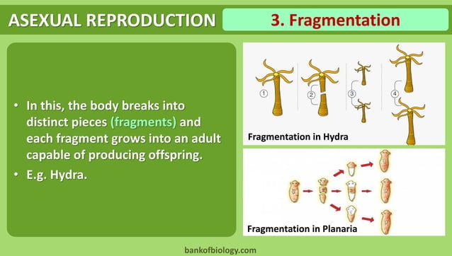 1 Reproduction In Organisms Part 1 Asexual Reproduction Pdf