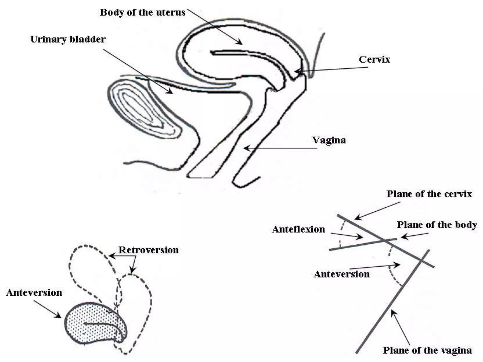 1 Reproductive Anatomy.ppt