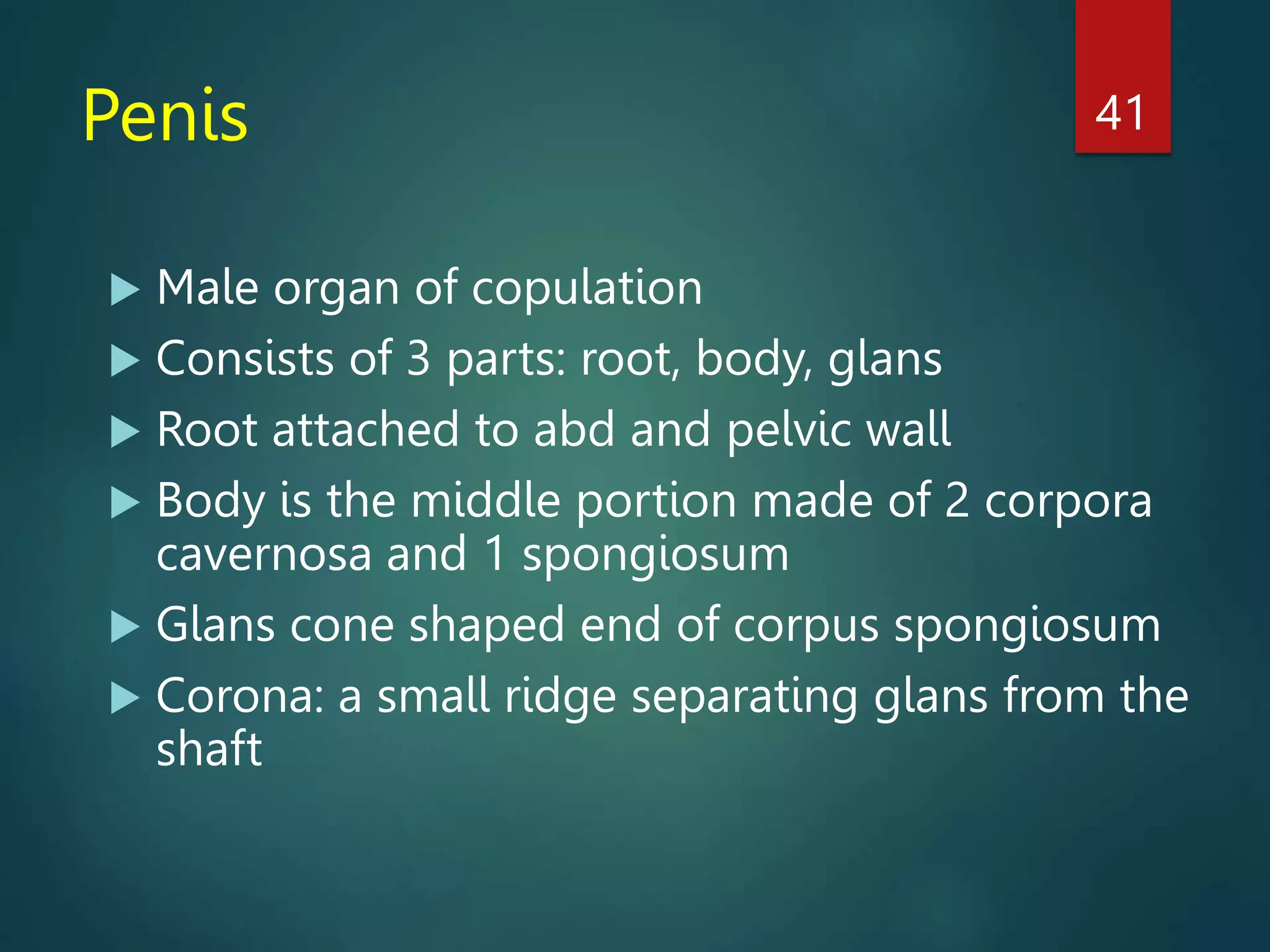 1 Reproductive Anatomy.ppt