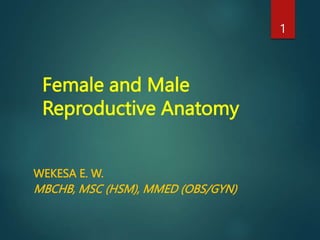 1 Reproductive Anatomy.ppt