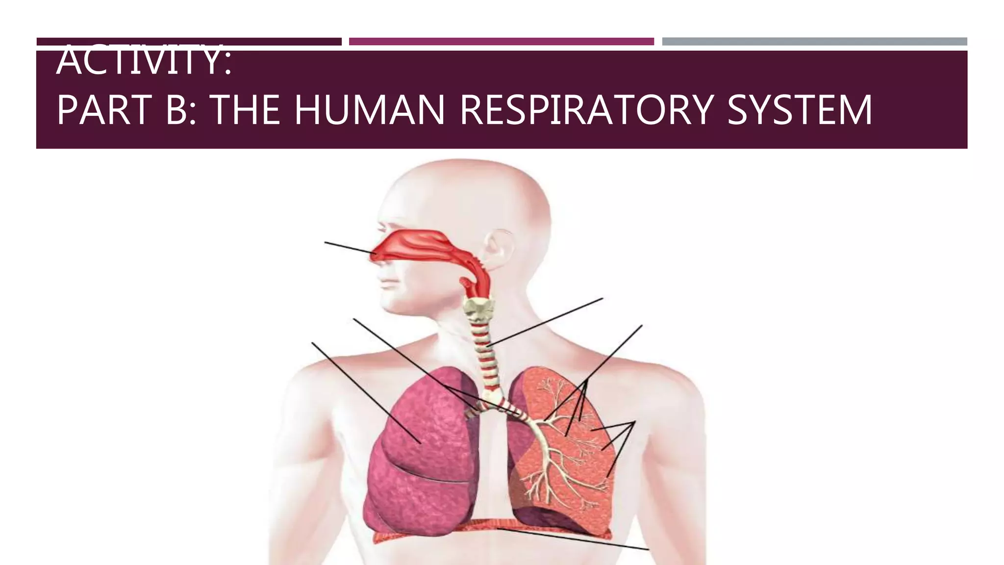 Respiratory and Circulatory Systems | PPTX