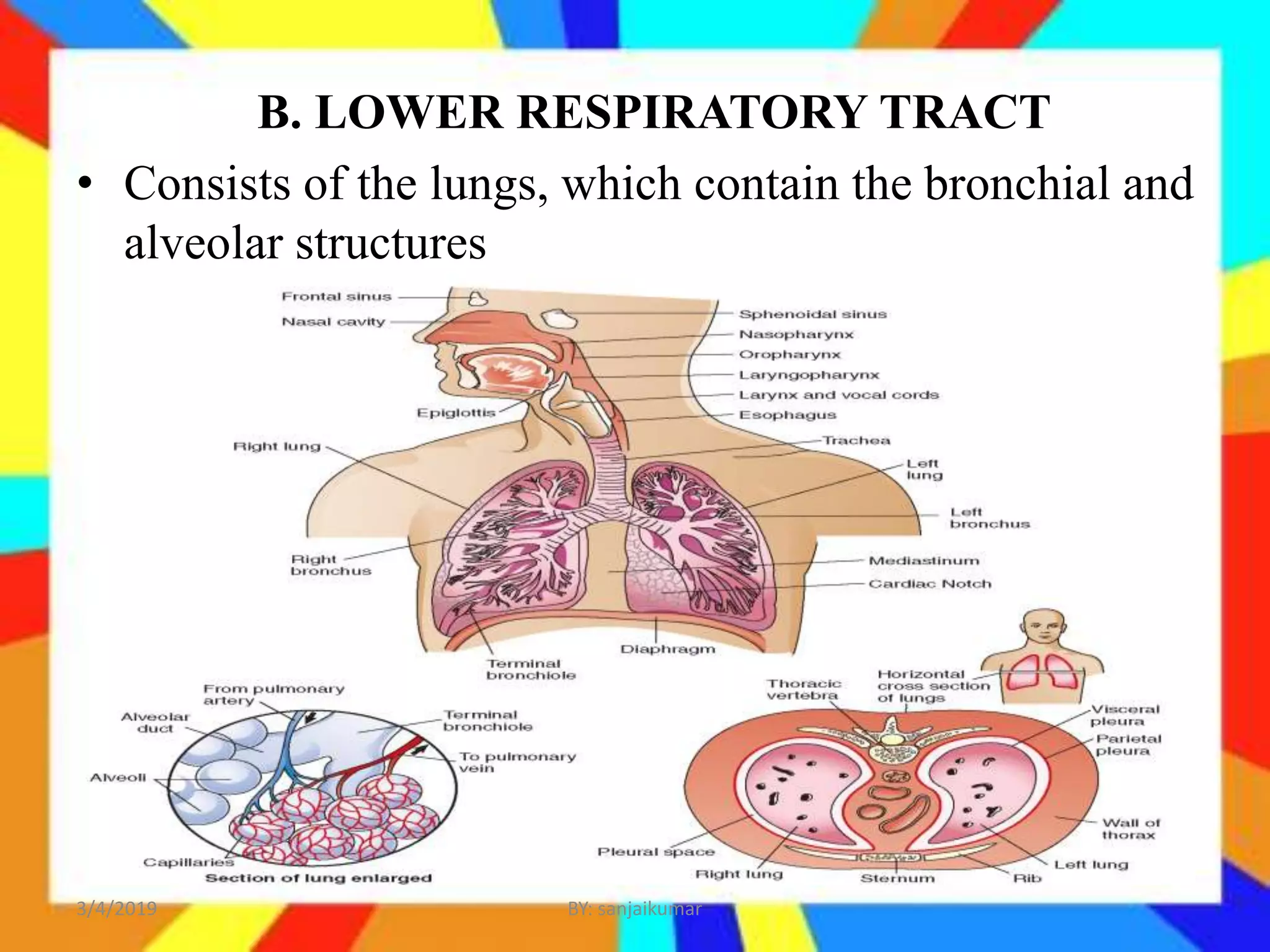 Review of anatomy and physiology of respiratory system | PPTX