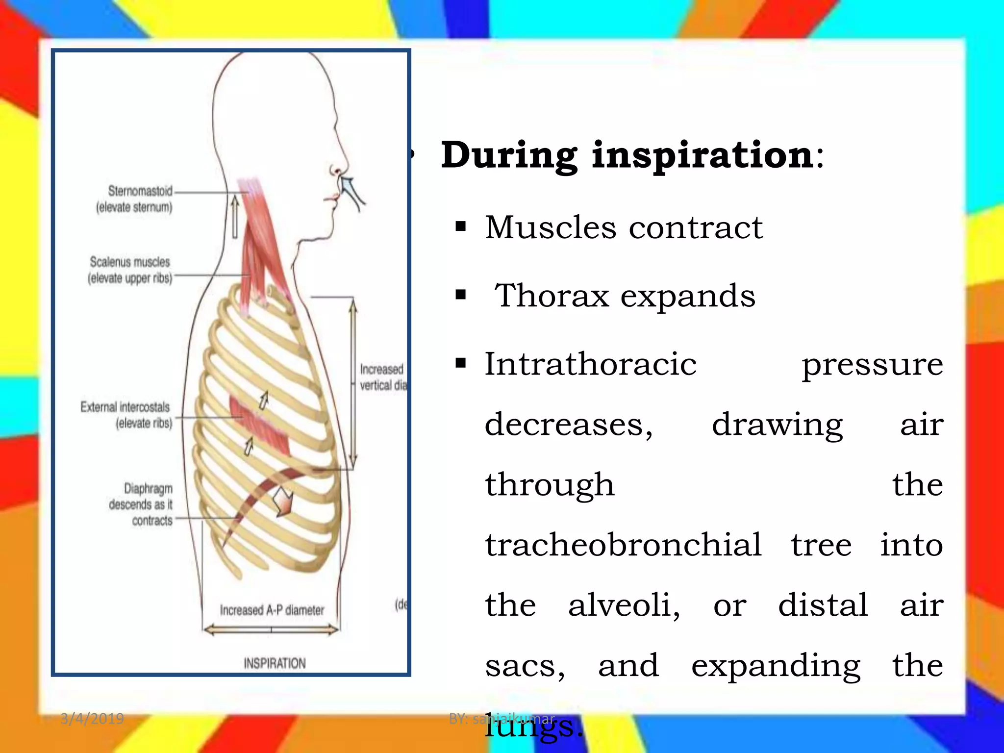Review of anatomy and physiology of respiratory system | PPTX