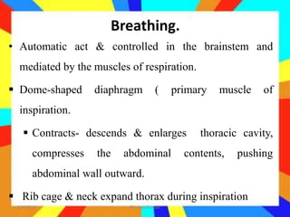 Review of anatomy and physiology of respiratory system | PPTX