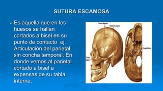 1ro generalidades de anatomía | PPT
