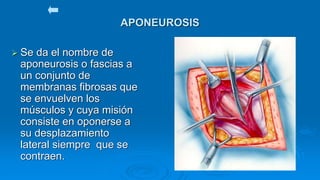 1ro generalidades de anatomía | PPT