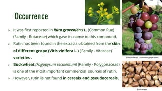 Rutin | PPTX | Chemistry | Science