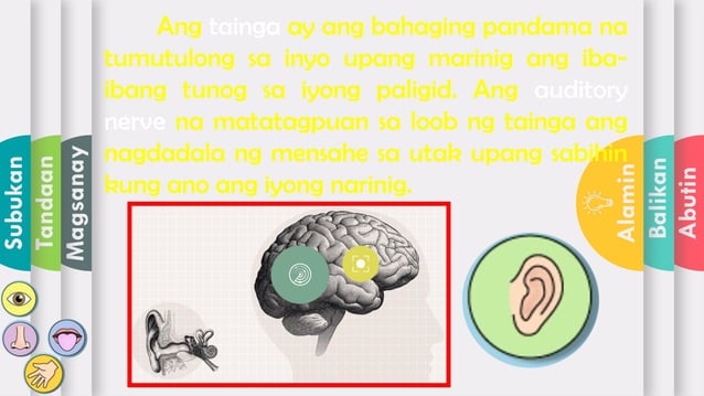 1 Science 3 Q2 Week 1 ANG MGA PANDAMA AT ANG MGA GAMIT NITO.pptx