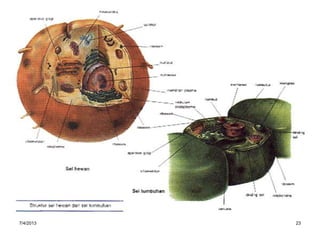 ITP UNS SEMESTER 1 sel, teori sel, organisasi kehidupan, pro eu, hewan ...