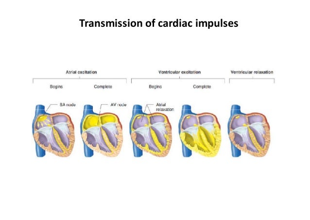 genesis and spreading of cardiac impulses