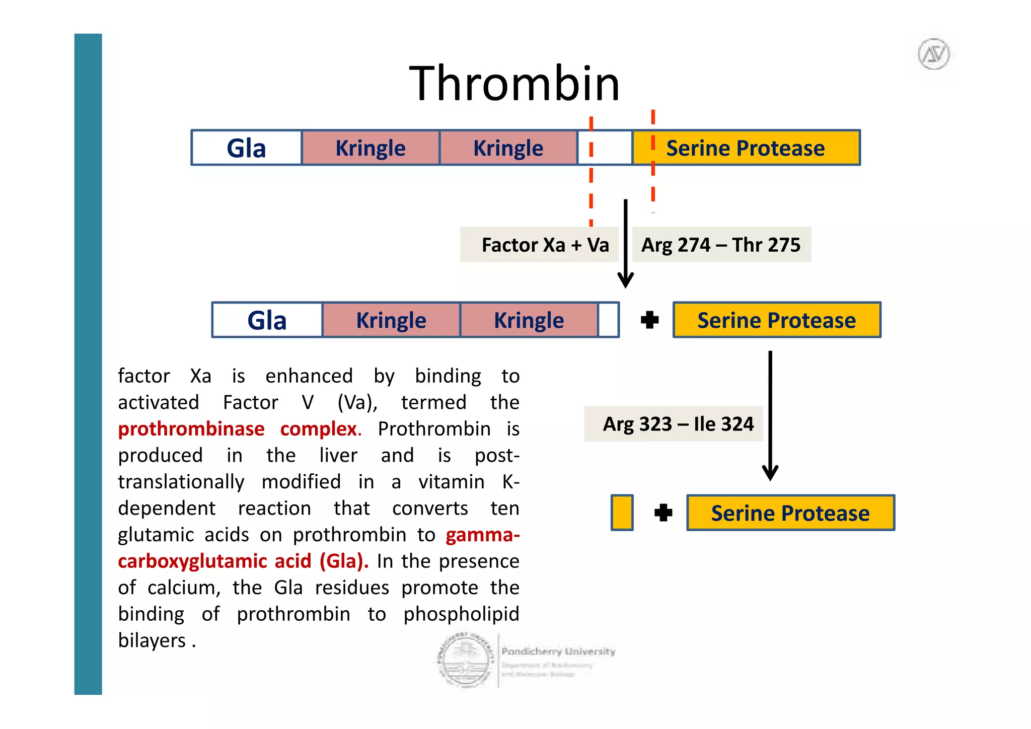 Proteolytic Activation | PDF