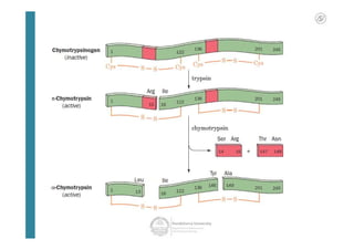 Proteolytic Activation | PDF