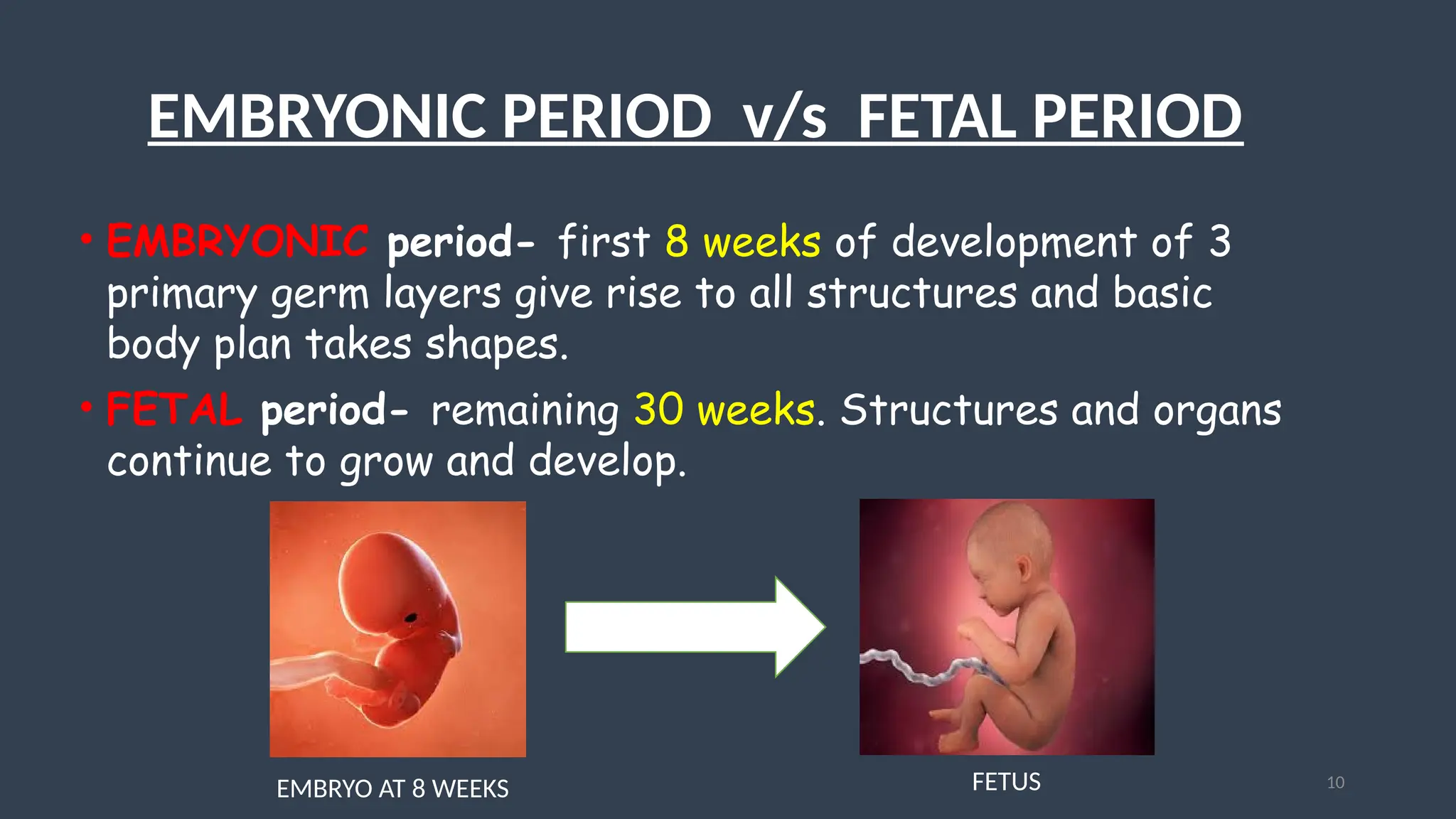 1 SEMINAR EMBRYOLOGY-1 presentation in ortho | PPTX