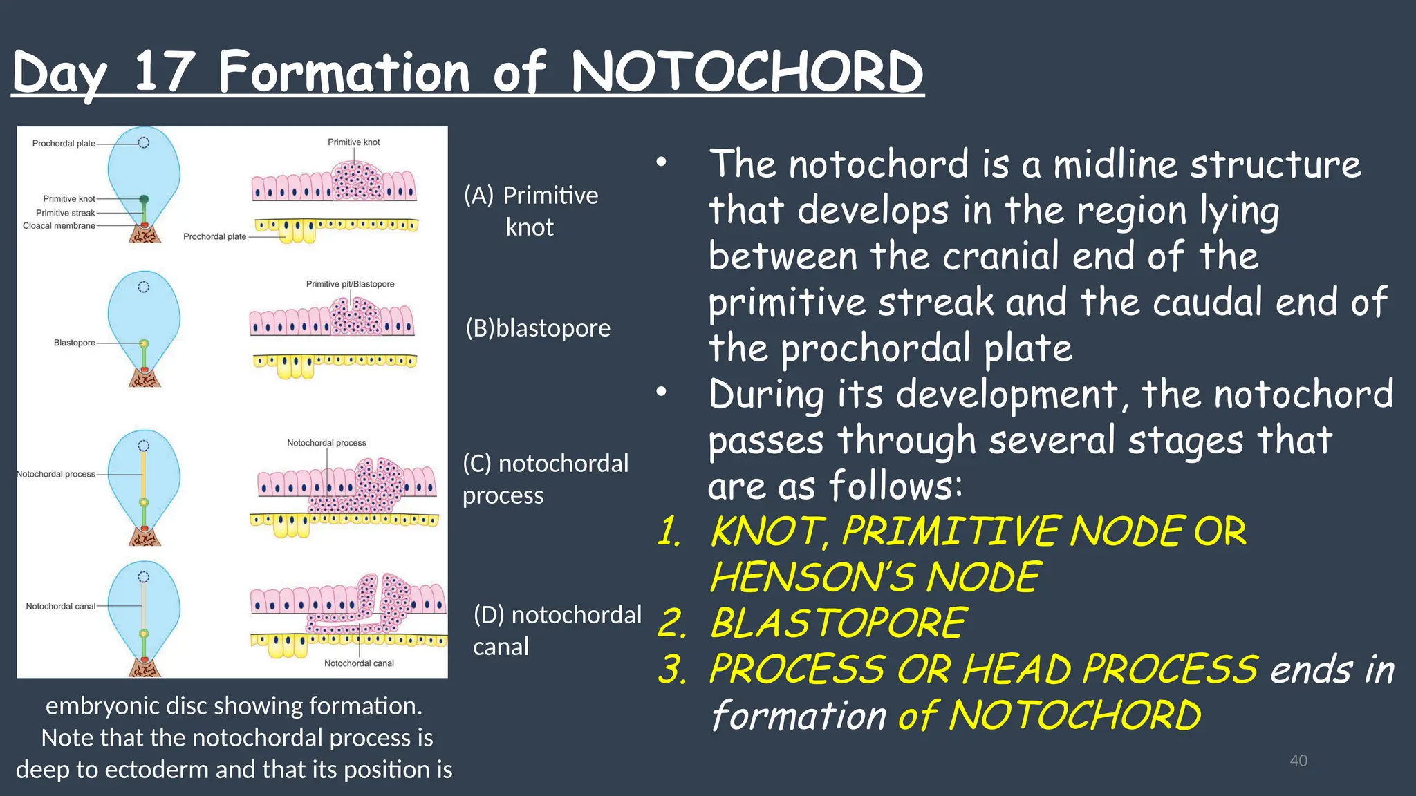 1 SEMINAR EMBRYOLOGY-1 presentation in ortho | PPTX