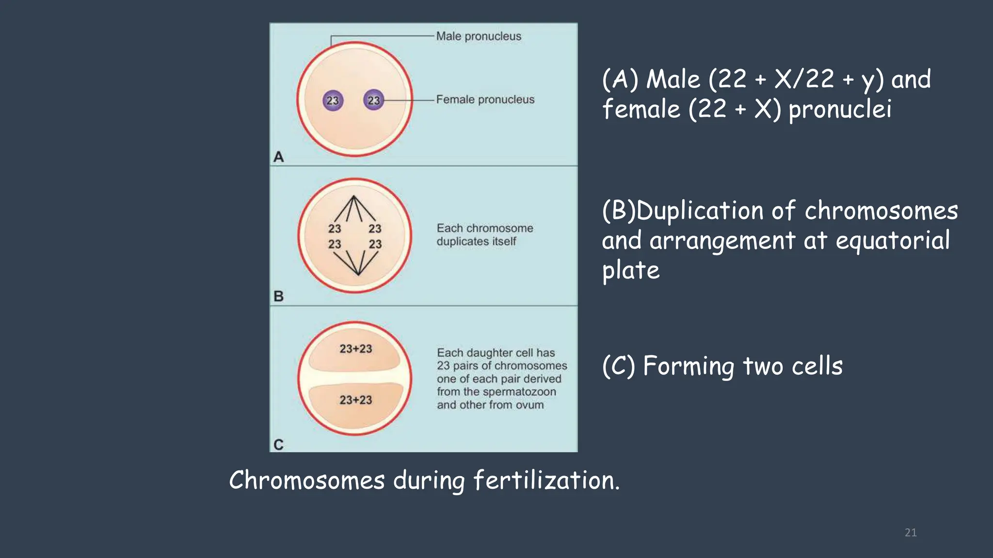 EMBRYOLOGY in Orthodontics and dentofacial orthopaedics | PPTX