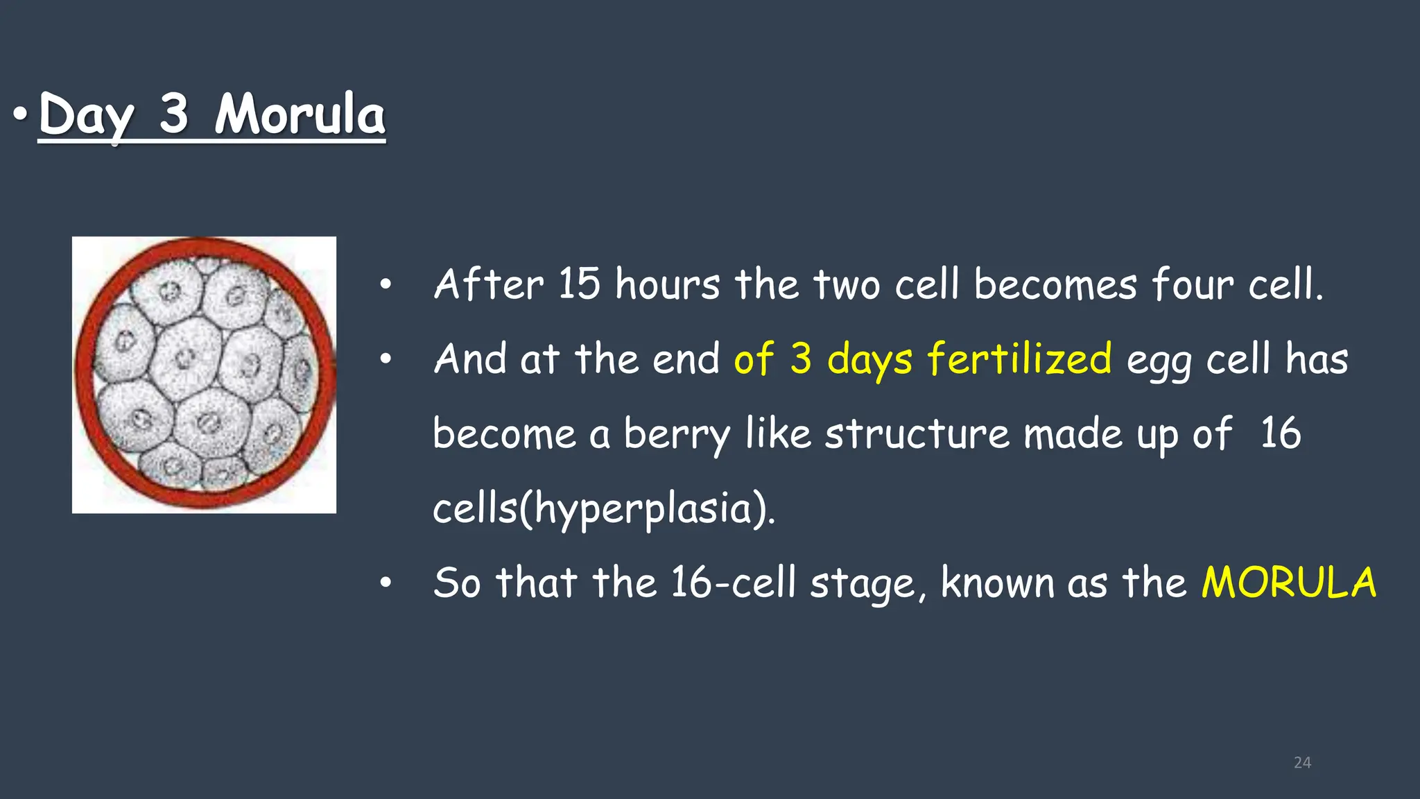 EMBRYOLOGY in Orthodontics and dentofacial orthopaedics | PPTX