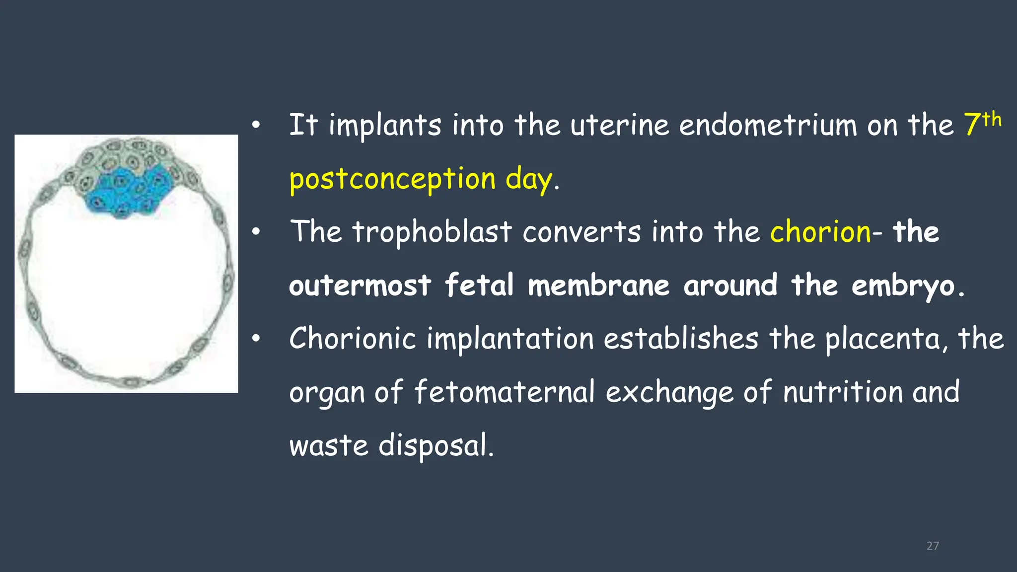 EMBRYOLOGY in Orthodontics and dentofacial orthopaedics | PPTX