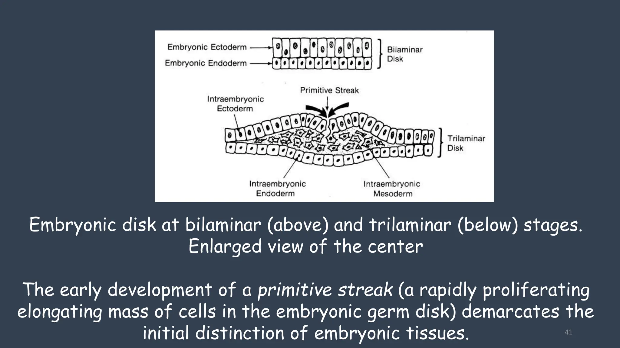 EMBRYOLOGY in Orthodontics and dentofacial orthopaedics | PPTX