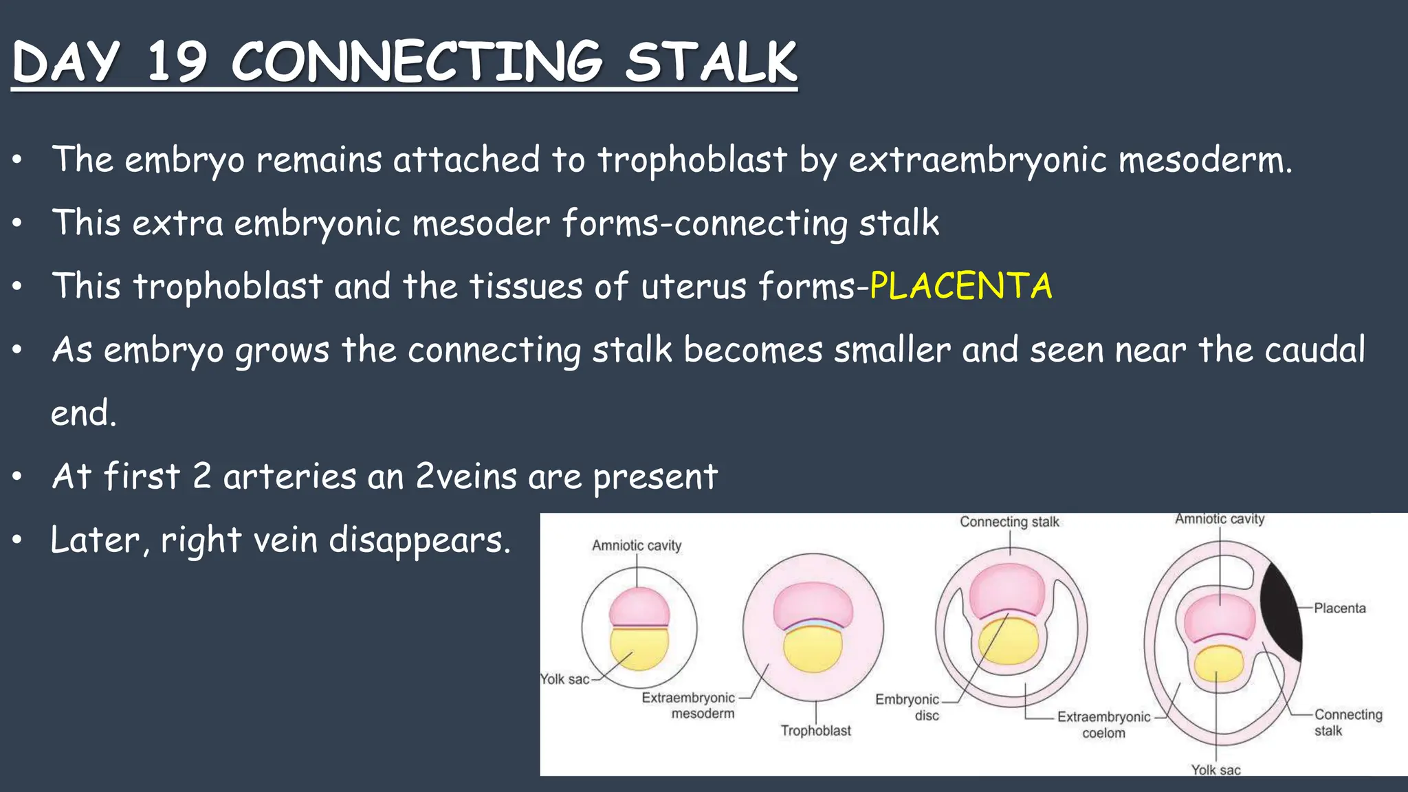 EMBRYOLOGY in Orthodontics and dentofacial orthopaedics | PPTX