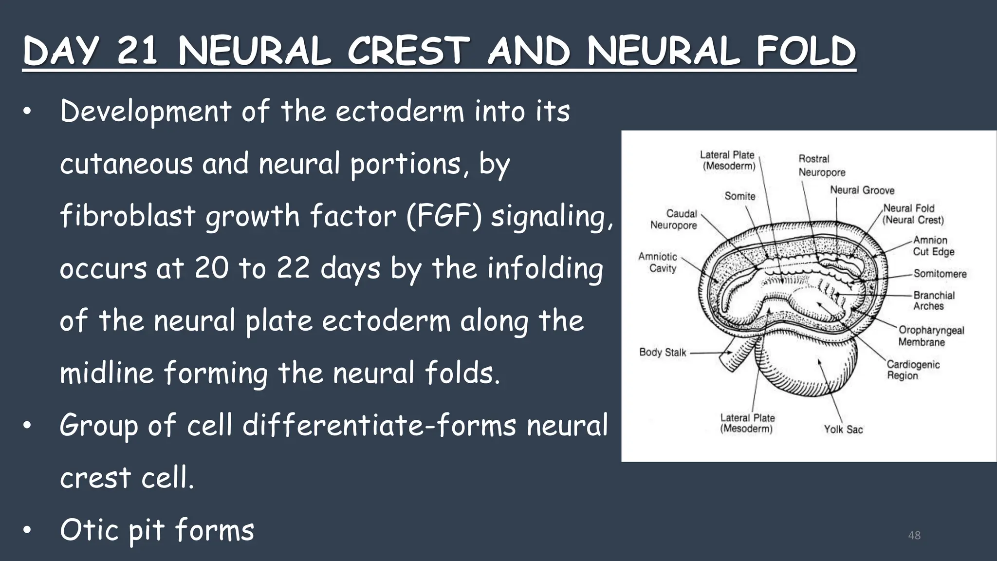 EMBRYOLOGY in Orthodontics and dentofacial orthopaedics | PPTX