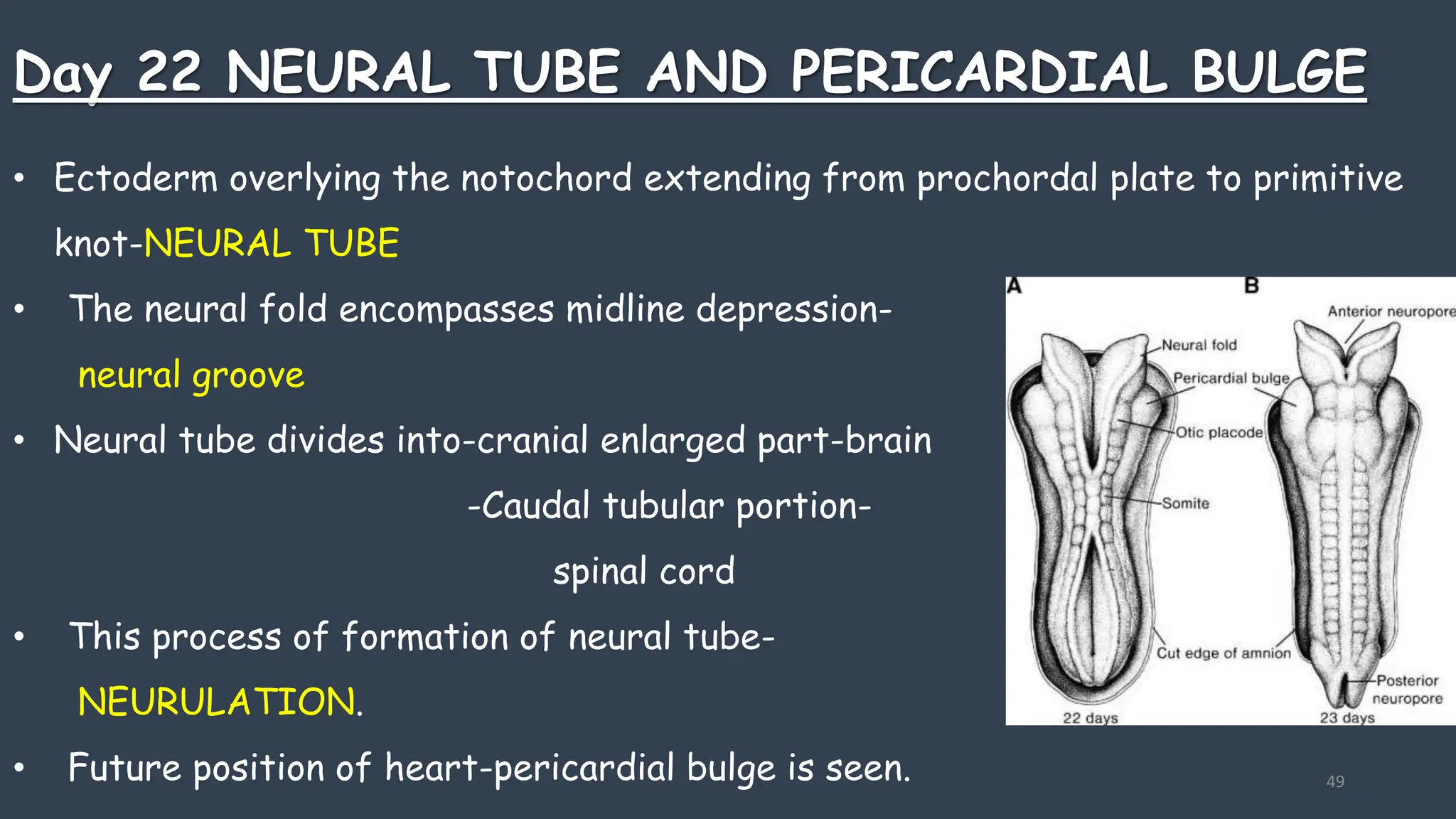 EMBRYOLOGY in Orthodontics and dentofacial orthopaedics | PPTX