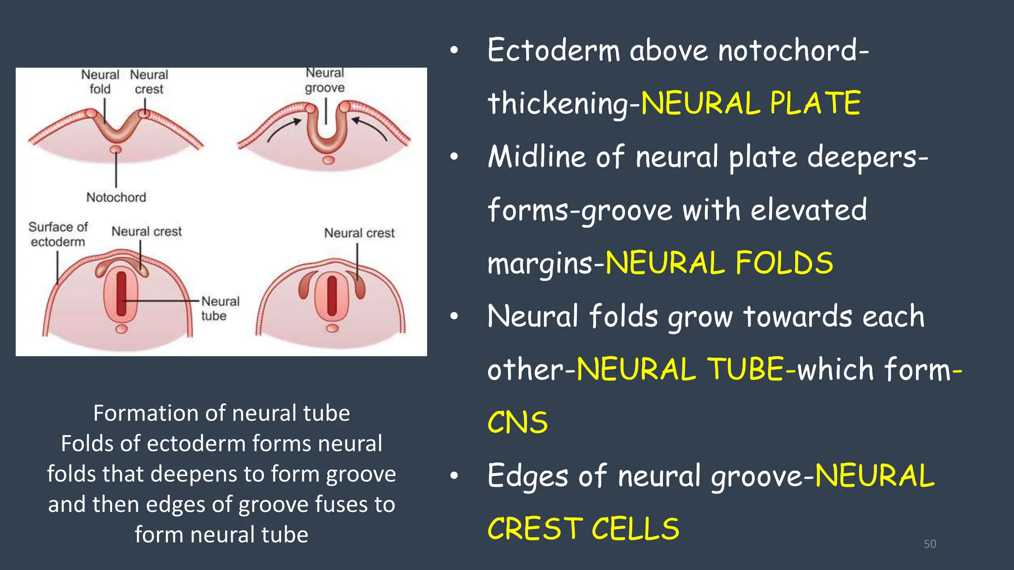EMBRYOLOGY in Orthodontics and dentofacial orthopaedics | PPTX