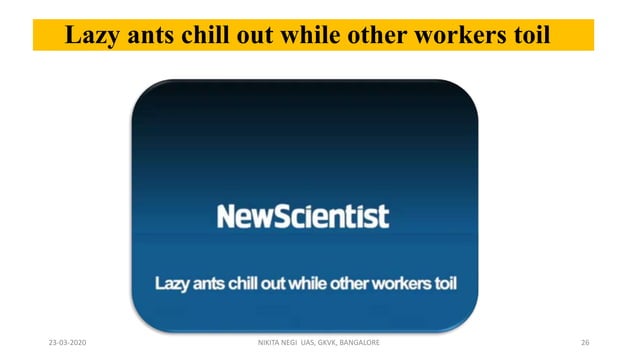 LAZY ANT | PPT