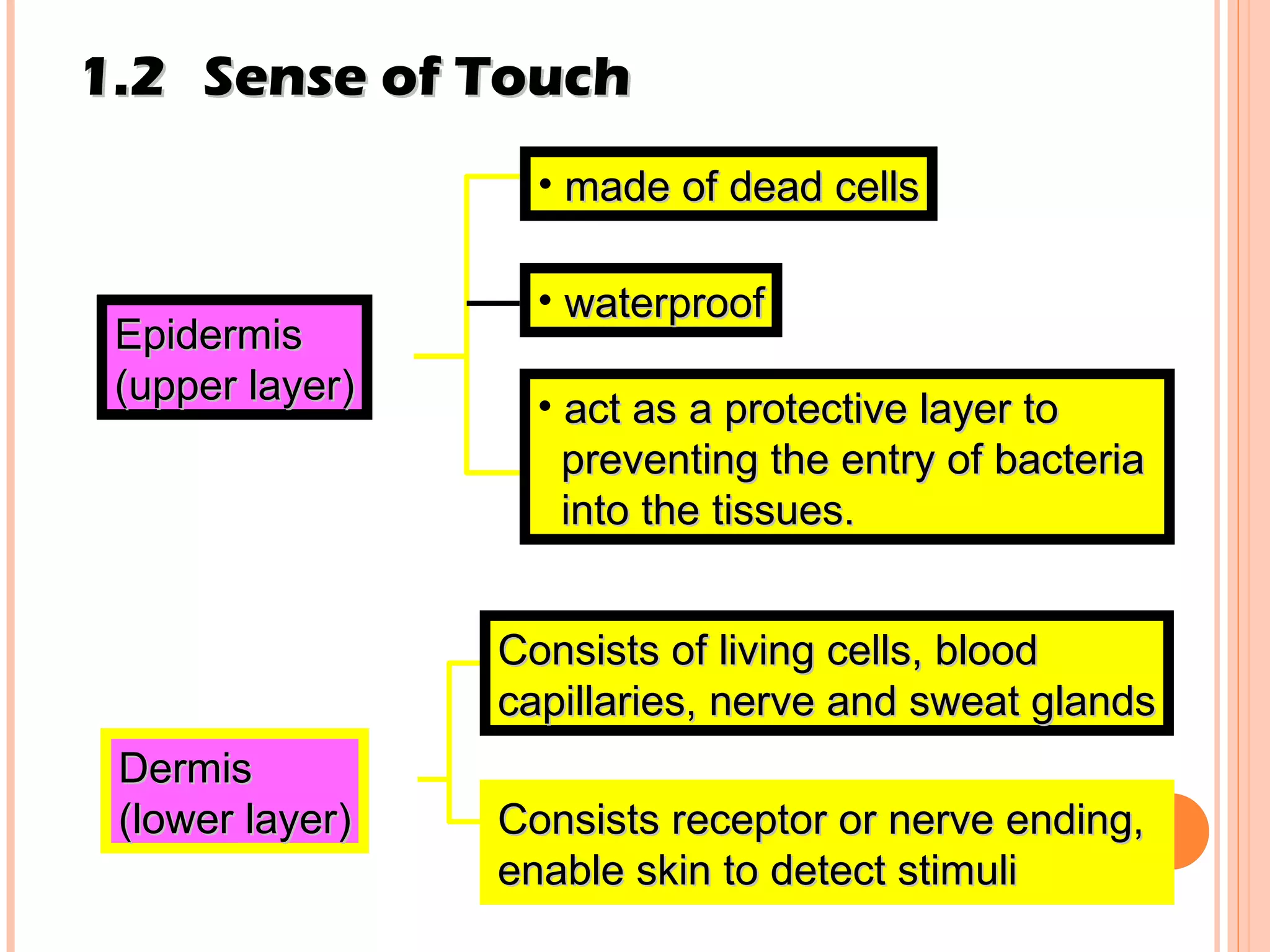 SENSES | PPT