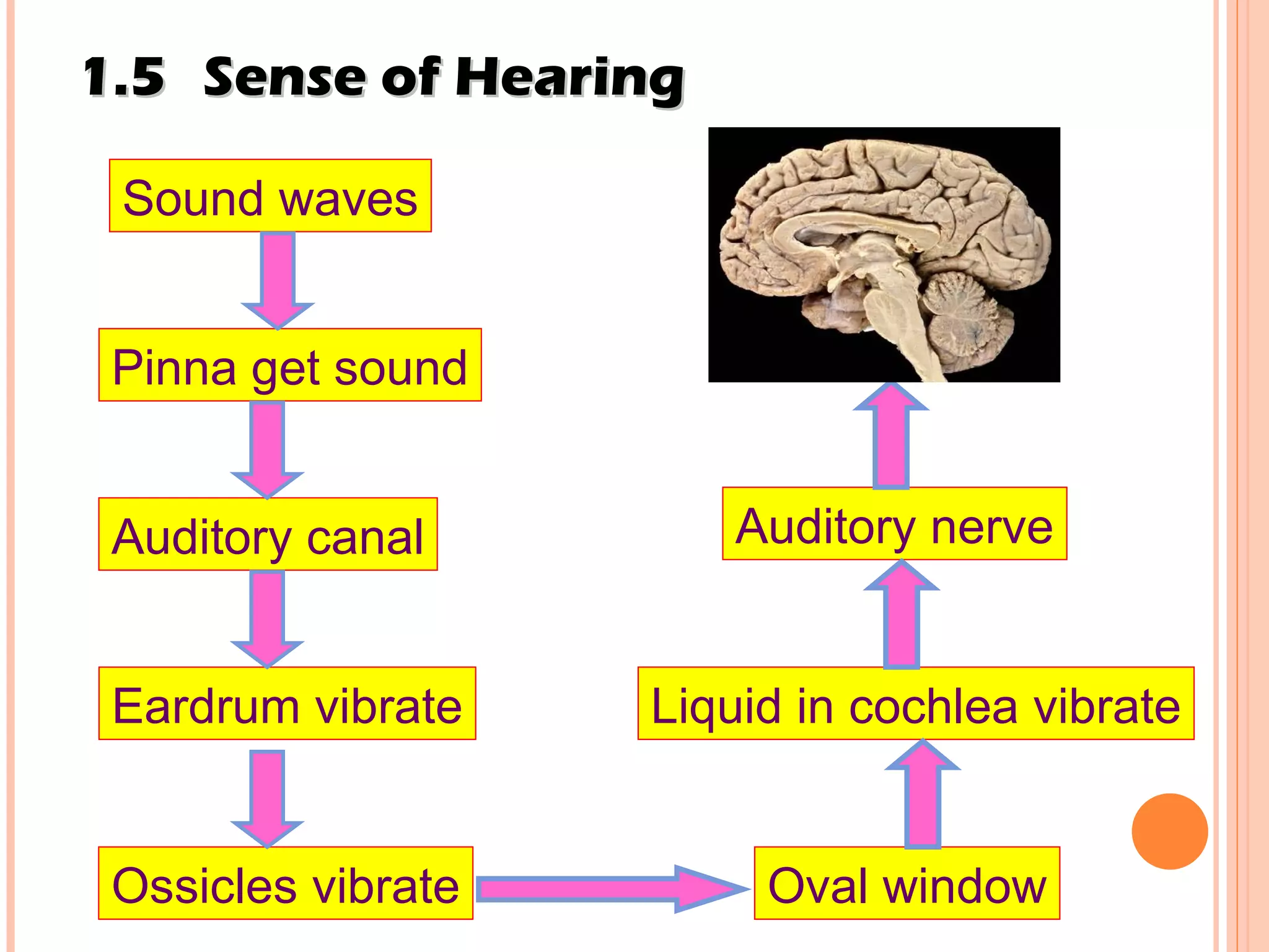 SENSES | PPT