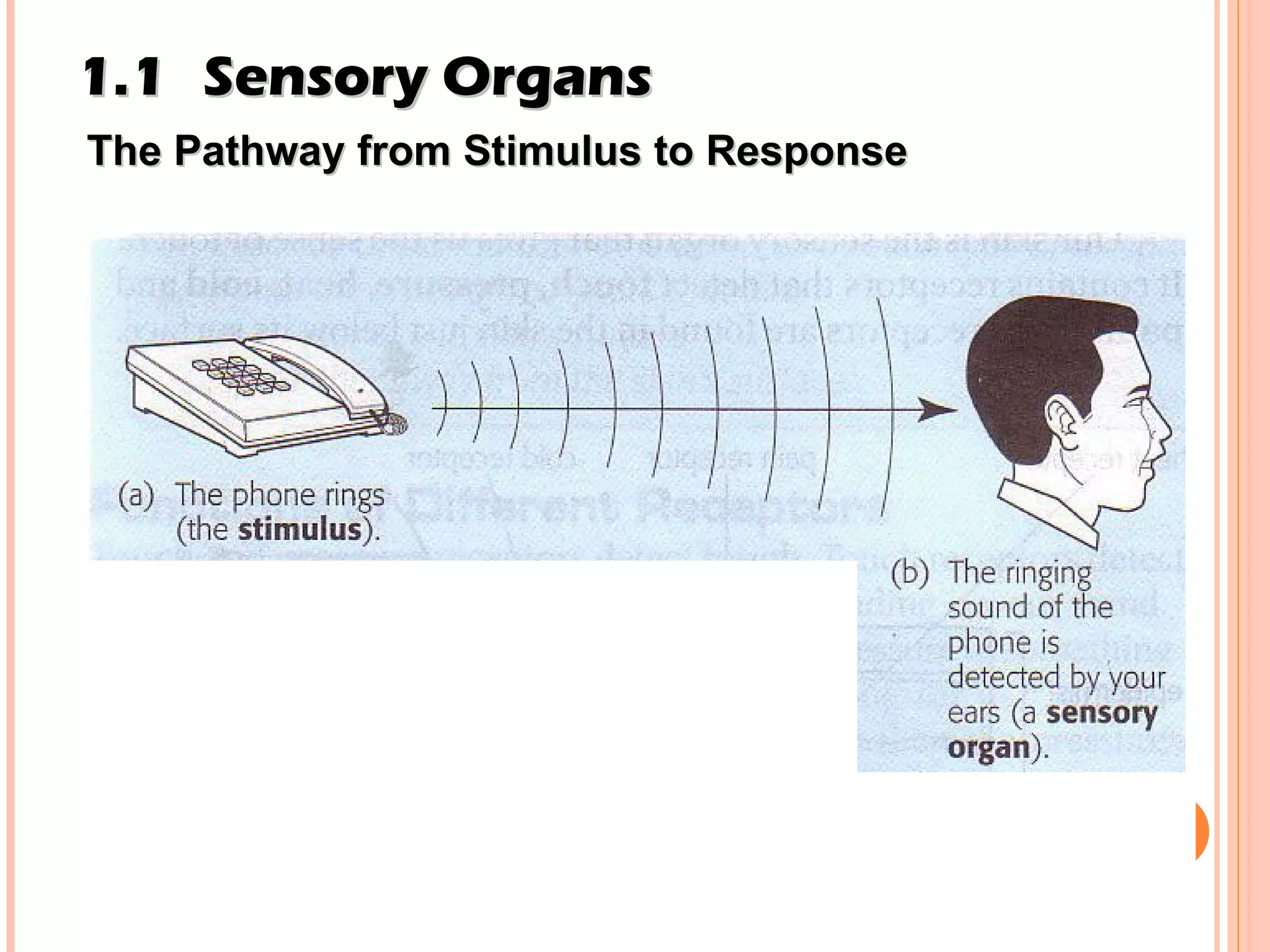 SENSES | PPT