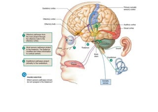 1_ SENSORY PHYSIOLOGY - lateral inhibition mechanism of sensory ...