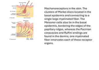 1_ SENSORY PHYSIOLOGY - lateral inhibition mechanism of sensory ...