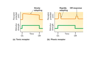 1_ SENSORY PHYSIOLOGY - lateral inhibition mechanism of sensory ...
