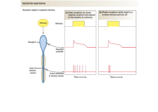 1_ SENSORY PHYSIOLOGY - lateral inhibition mechanism of sensory ...