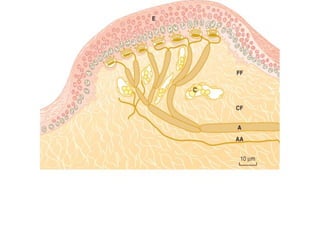 1_ SENSORY PHYSIOLOGY - lateral inhibition mechanism of sensory ...