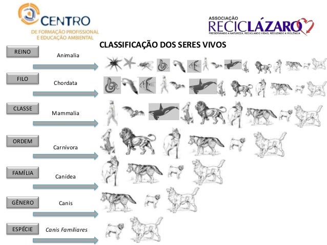 Classificação dos Seres Vivos