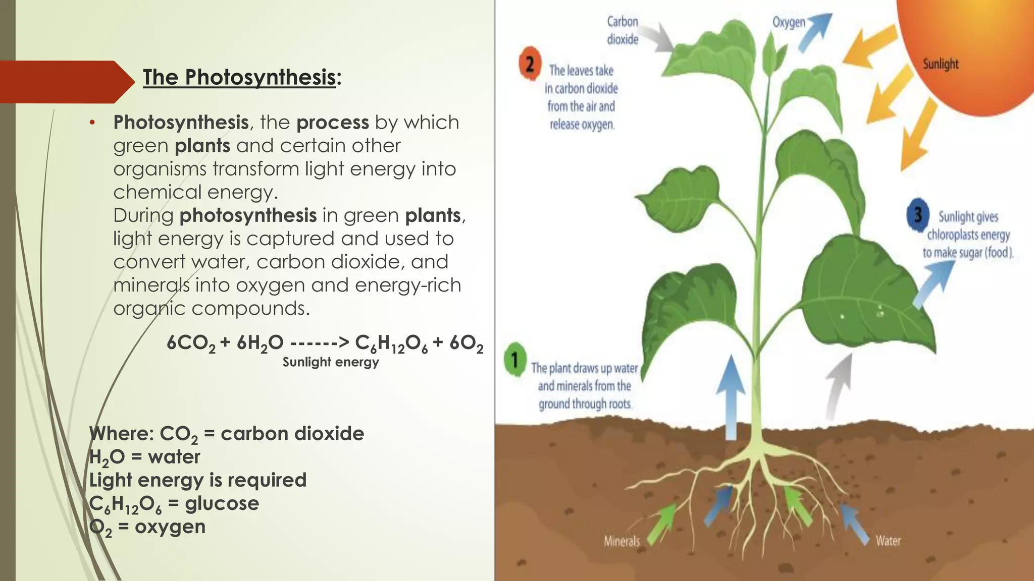 Biosynthesis of carbohydrates | PDF