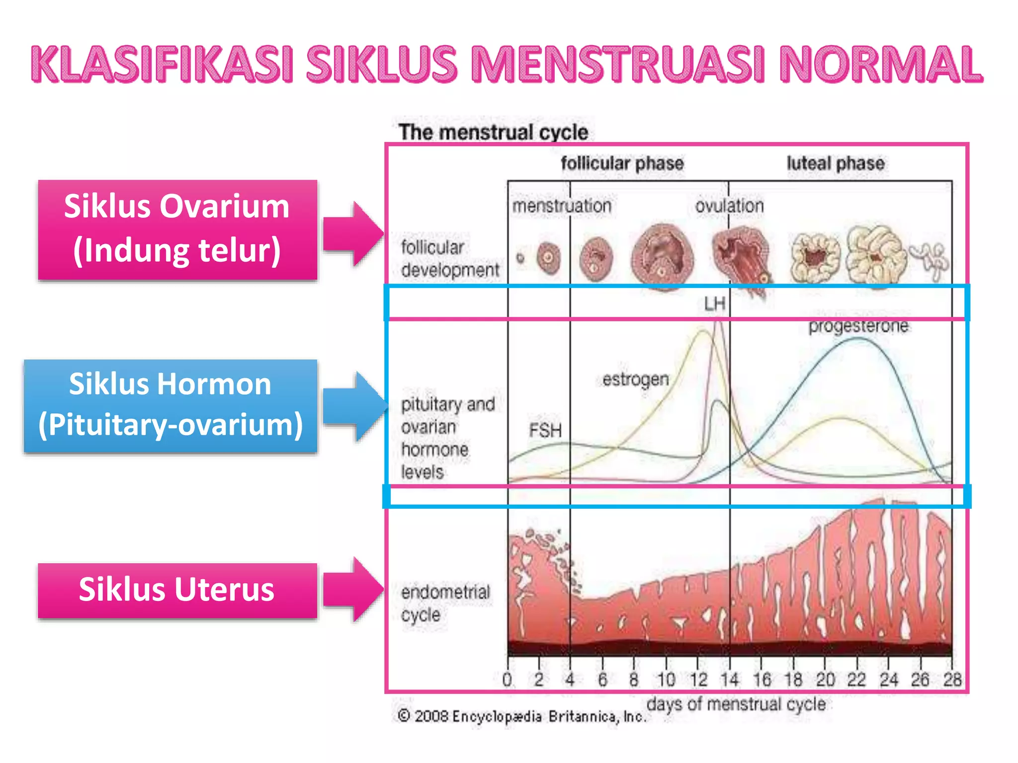 1 siklus menstruasi.pptx