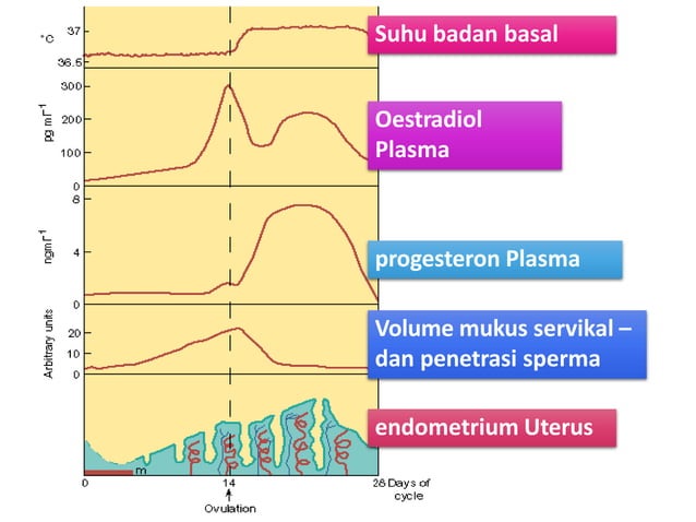 1 siklus menstruasi.pptx